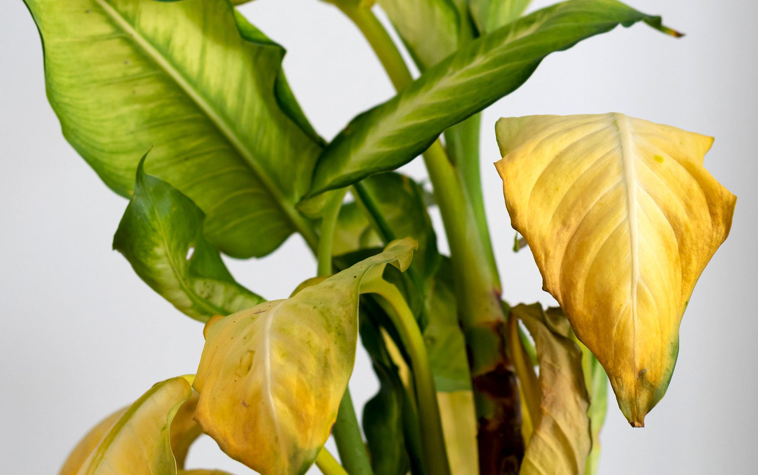 Monstera Care Guide: How to Care for All Types of Monstera Plants ...