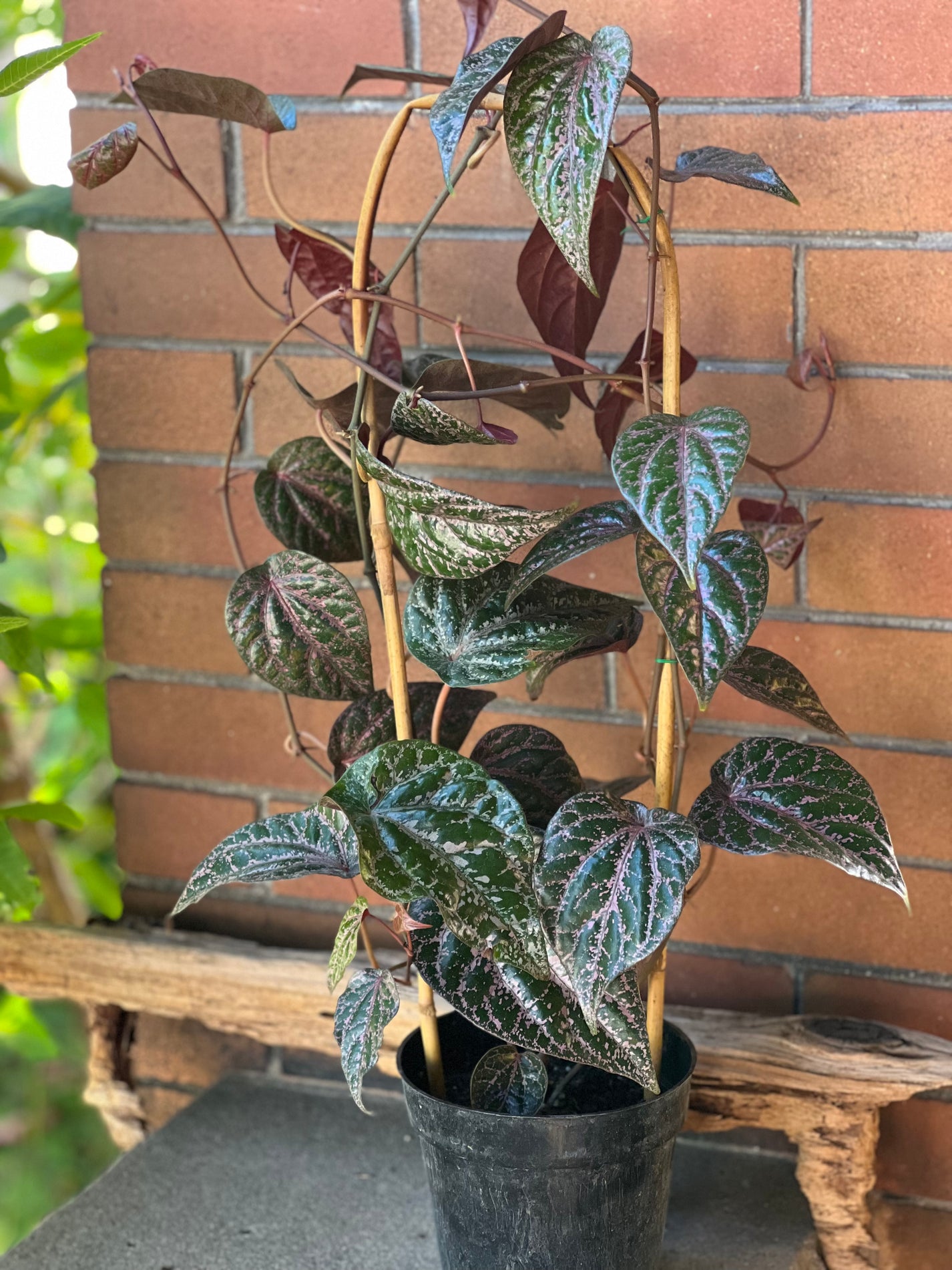 Piper Crocatum Care - Plant Store & Nursery in Waterloo – Gold Leaf ...