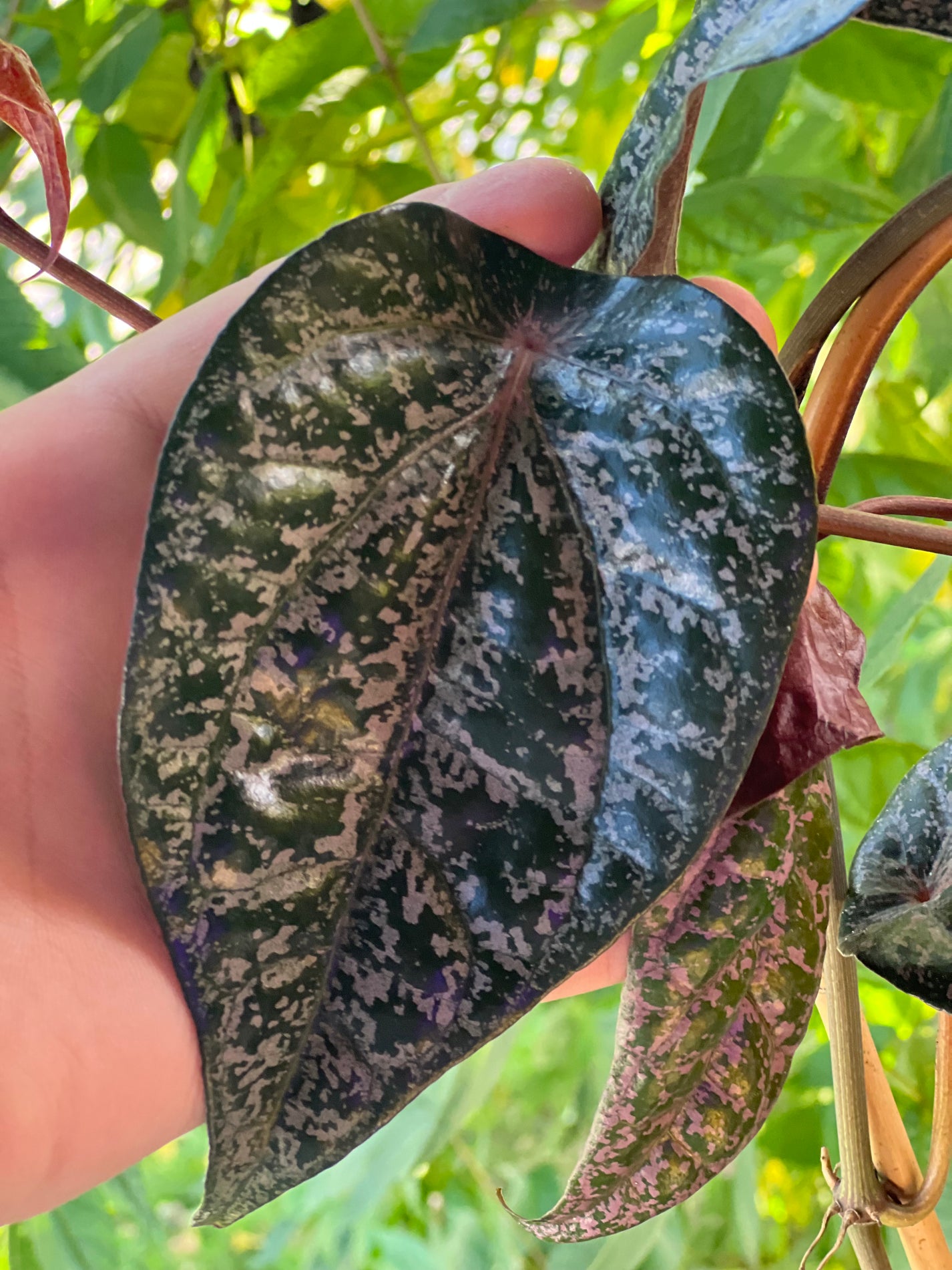 Piper Crocatum Care - Plant Store & Nursery in Waterloo – Gold Leaf ...