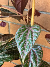 Piper Crocatum Care - Plant Store & Nursery in Waterloo