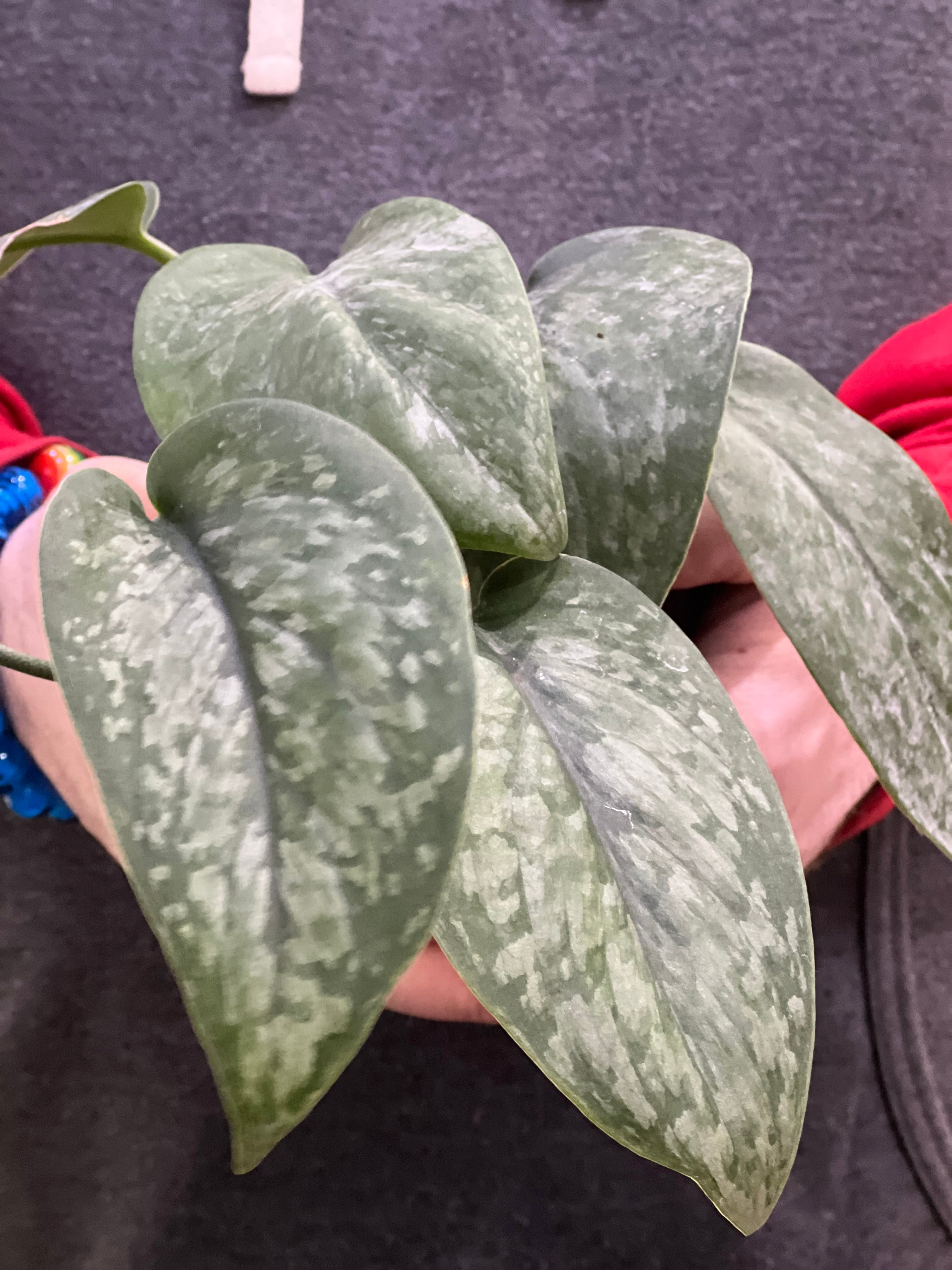 Waterloo's Tropical House Plant Store: Gold Leaf Botanicals