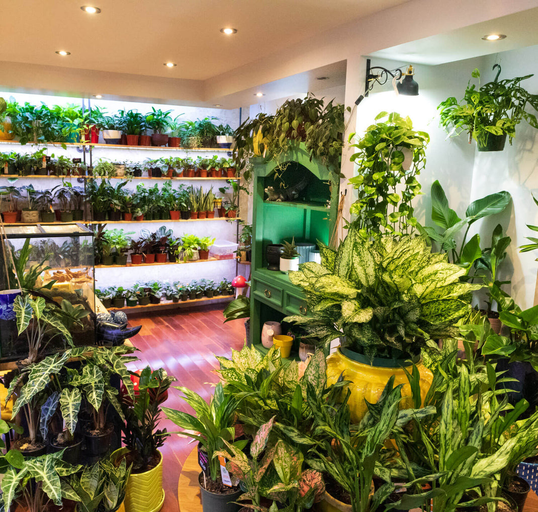 Buy Tropical House Plants Online in Canada: Best Plant Store – Gold ...