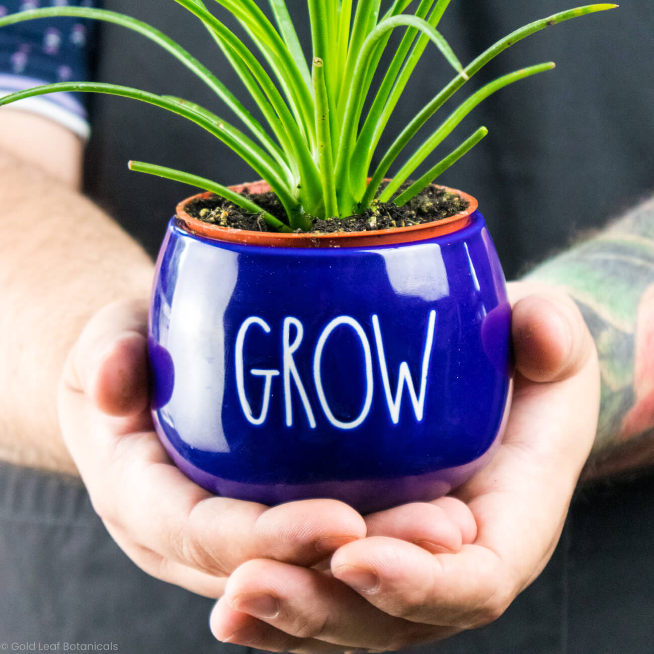 Agave Spaghetti Strap - Care & Growing Instructions – Gold Leaf Botanicals