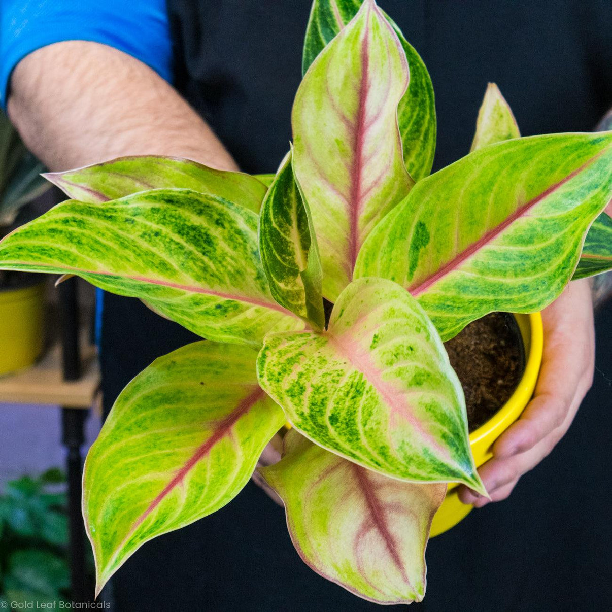 Aglaonema Creta Care - Sun, Water, Soil & Humidity Needs – Gold Leaf ...