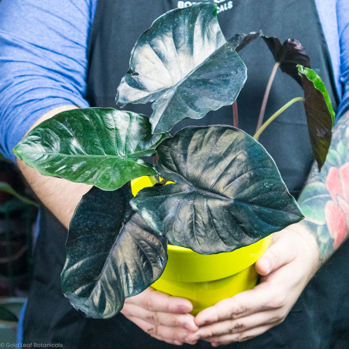 Alocasia Infernalis Care and Canadian Growing Information – Gold Leaf ...