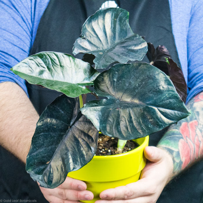 Alocasia Infernalis Care and Canadian Growing Information – Gold Leaf ...