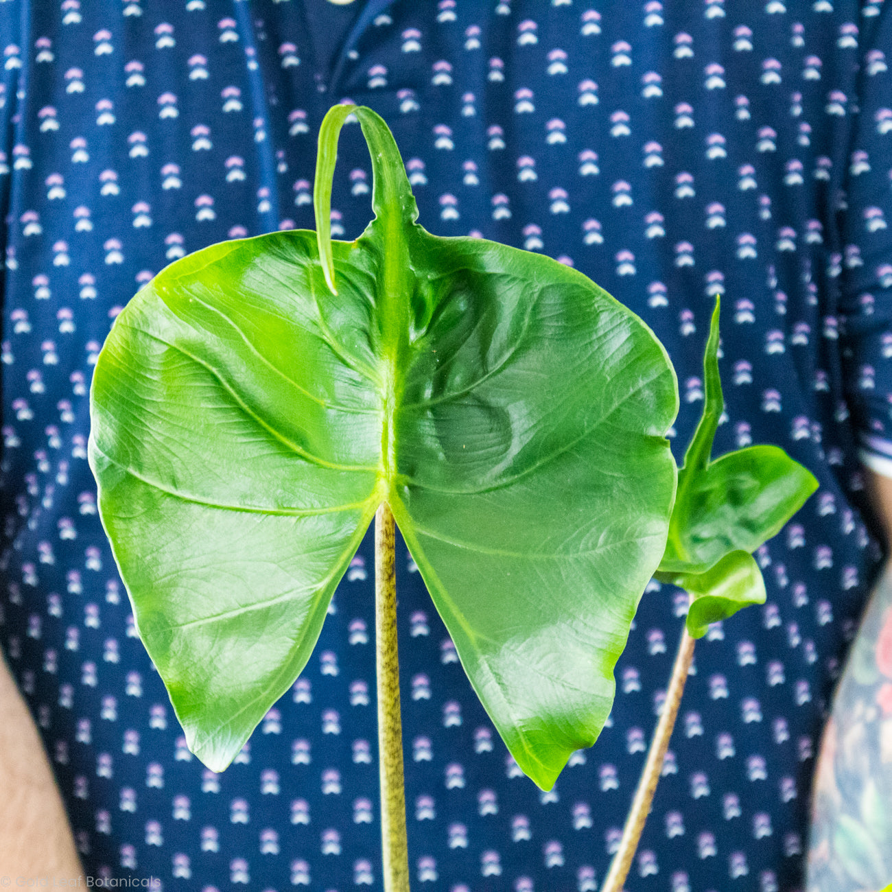 Alocasia Stingray Care - Sun, Water, Soil & Humidity Needs – Gold Leaf ...