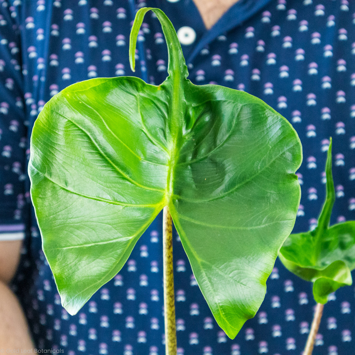 Alocasia Stingray Care - Sun, Water, Soil & Humidity Needs – Gold Leaf ...