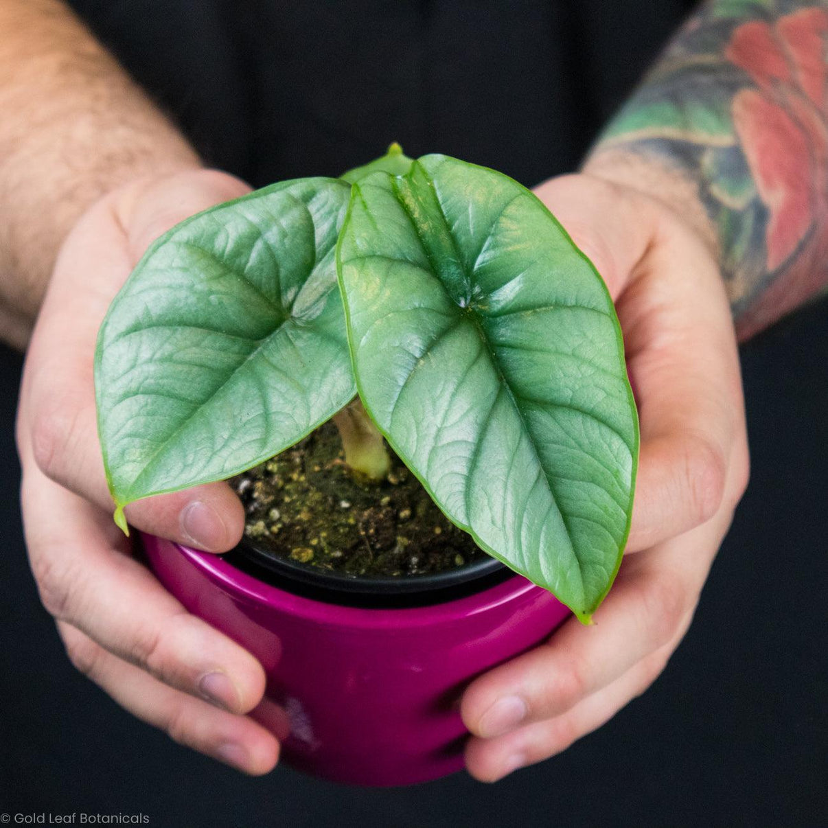 Alocasia Bisma Care - Sun, Water, Soil & Humidity Needs – Gold Leaf ...