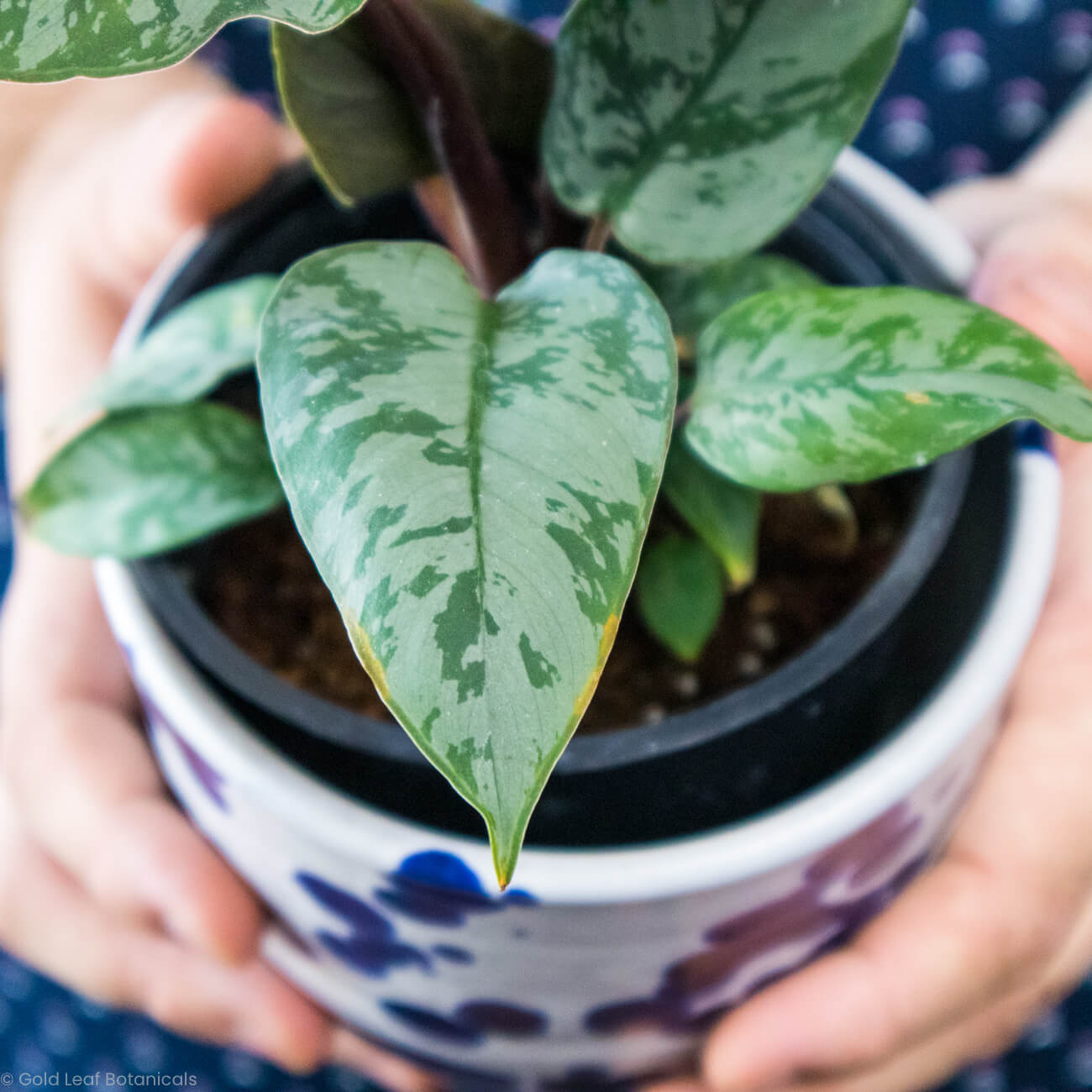 Apoballis Red Sword Care - Sun, Water, Soil & Humidity Needs – Gold ...