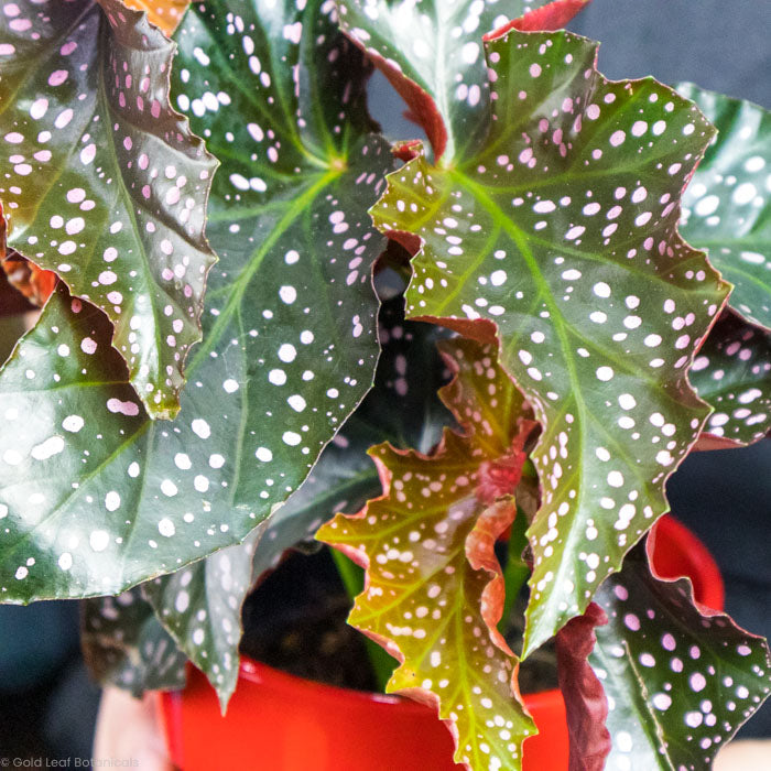 Begonia Cracklin Rosie Care - Sun, Water, and Soil – Gold Leaf Botanicals