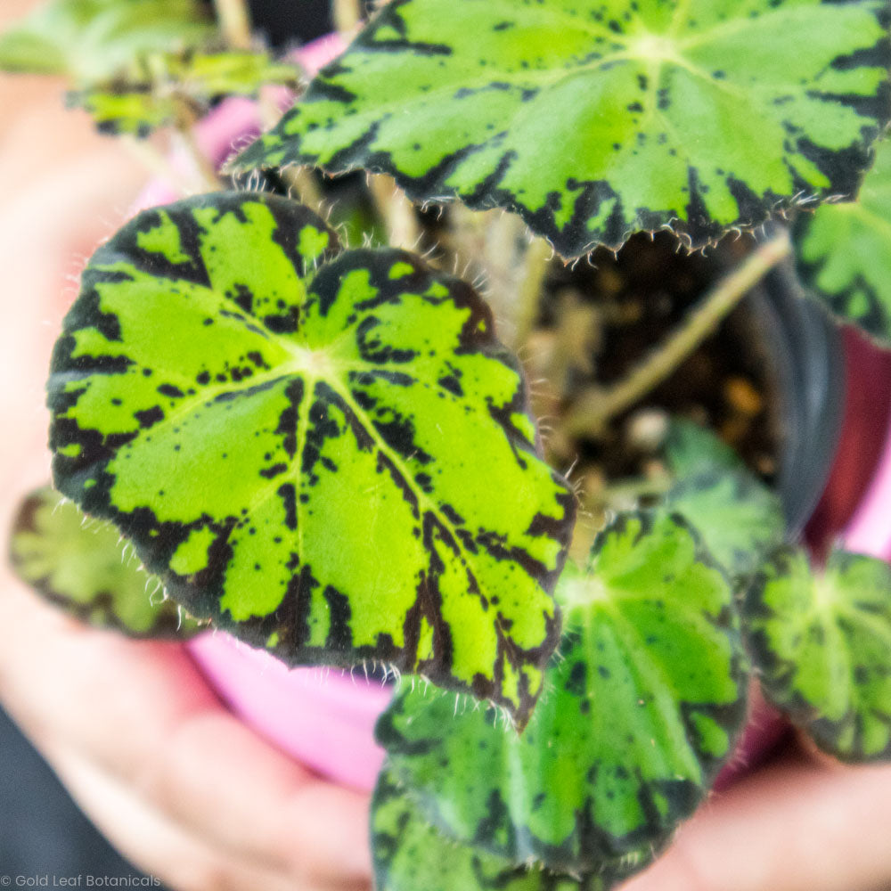 Begonia Bowerae (Eyelash Begonia) Care & Growing Information – Gold ...