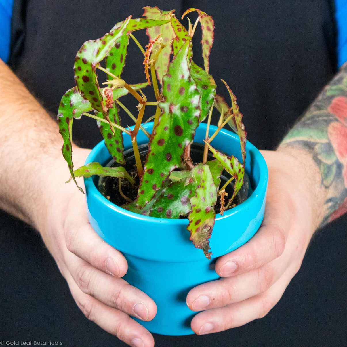 Begonia Amphioxus Care - Sun, Water, and Soil – Gold Leaf Botanicals