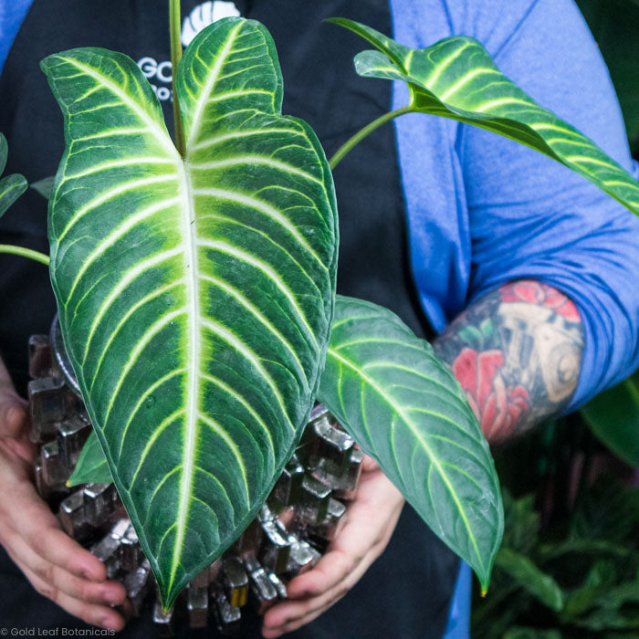 Caladium Lindenii Magnificum Plant Care - Sun, Water and Soil – Gold ...