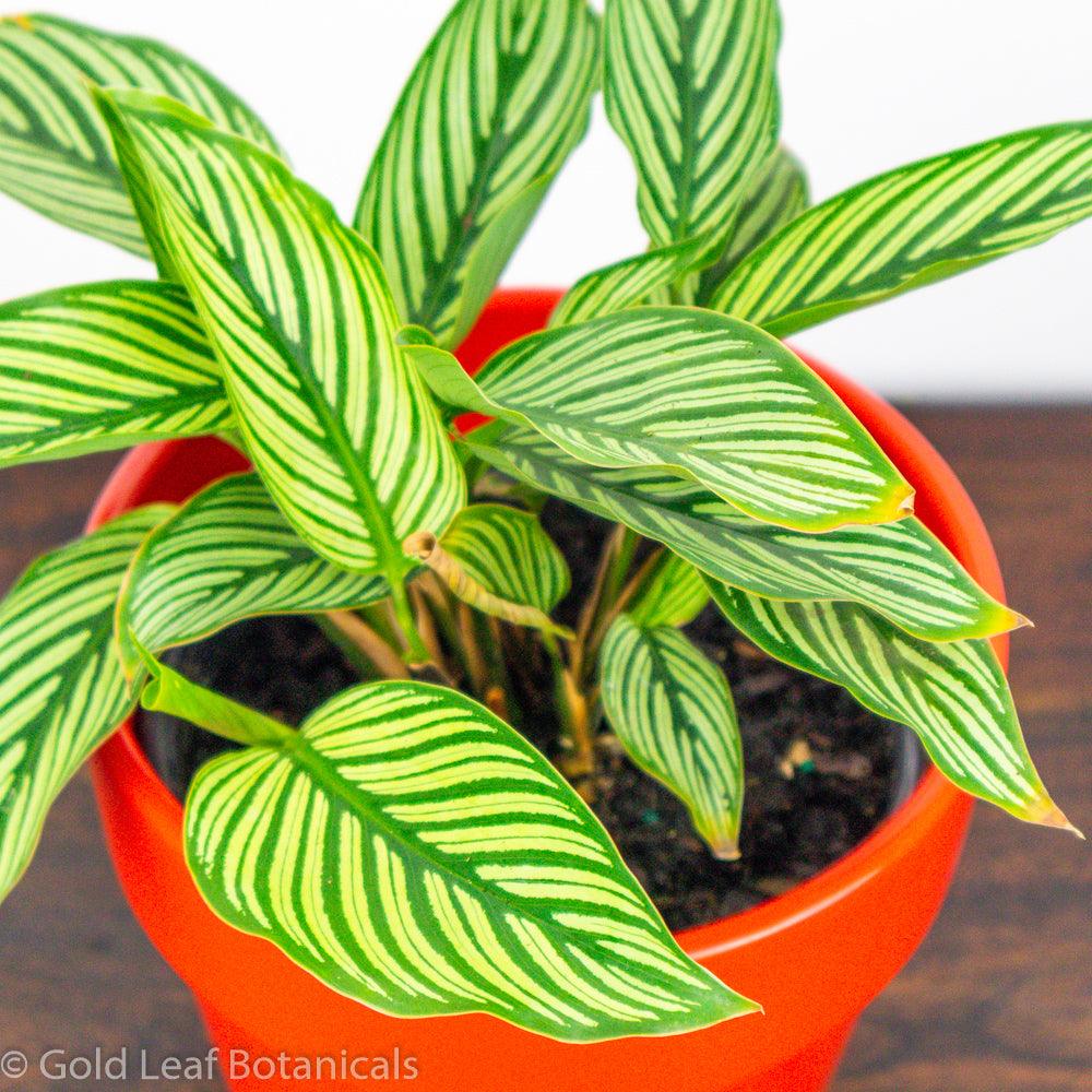 Calathea Vittata Care - Sun, Water, and Soil – Gold Leaf Botanicals