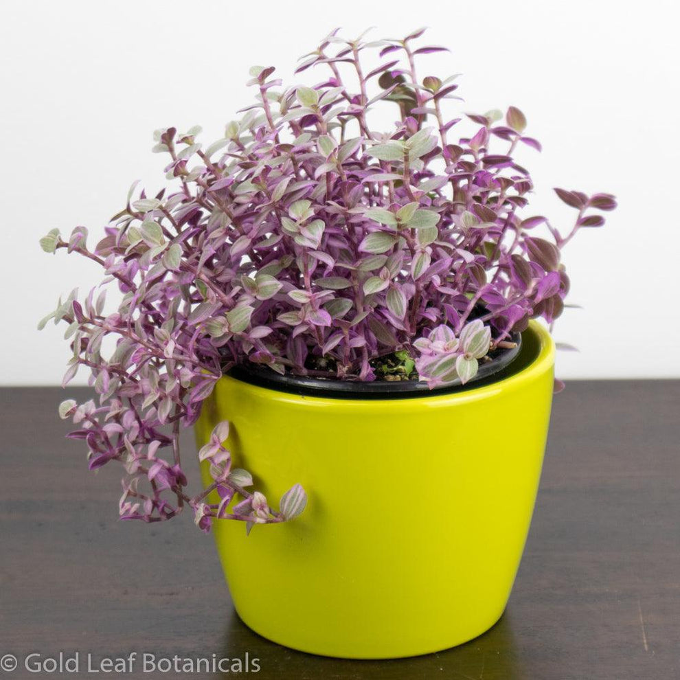 Callisia Repens Pink Lady Care Guide - Sun, Water, and Soil – Gold Leaf ...