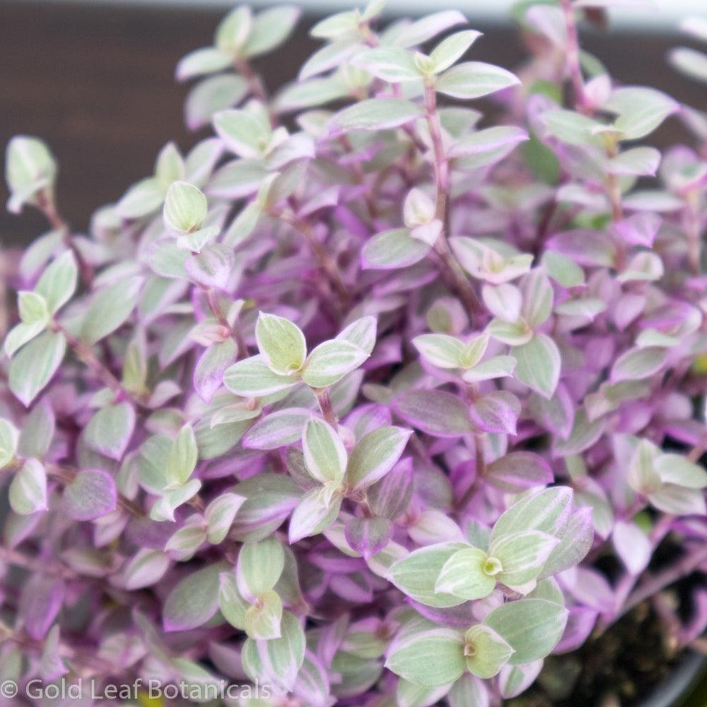 Callisia Repens Pink Lady Care Guide - Sun, Water, and Soil – Gold Leaf ...