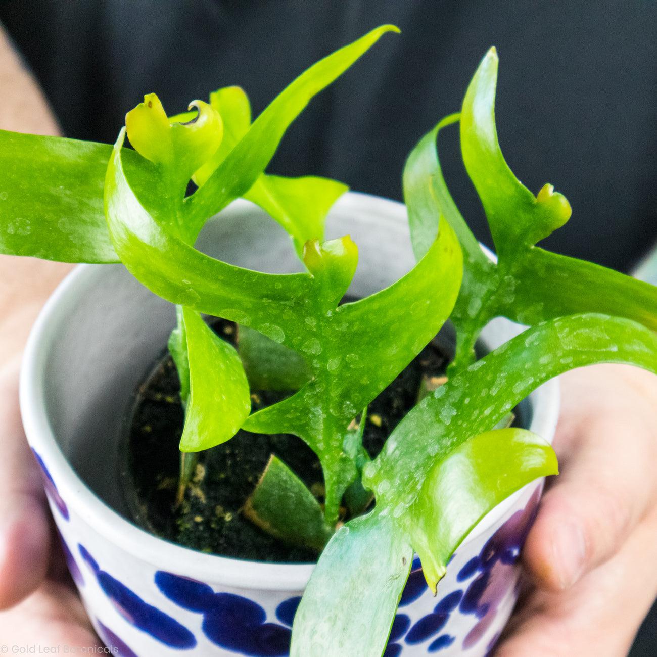 Fern Leaf Orchid Cactus Care - Sun, Water, Soil & Humidity – Gold Leaf ...