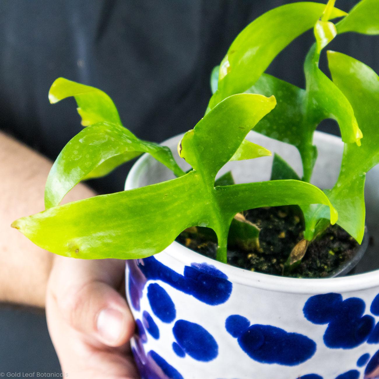 Fern Leaf Orchid Cactus Care - Sun, Water, Soil & Humidity – Gold Leaf ...