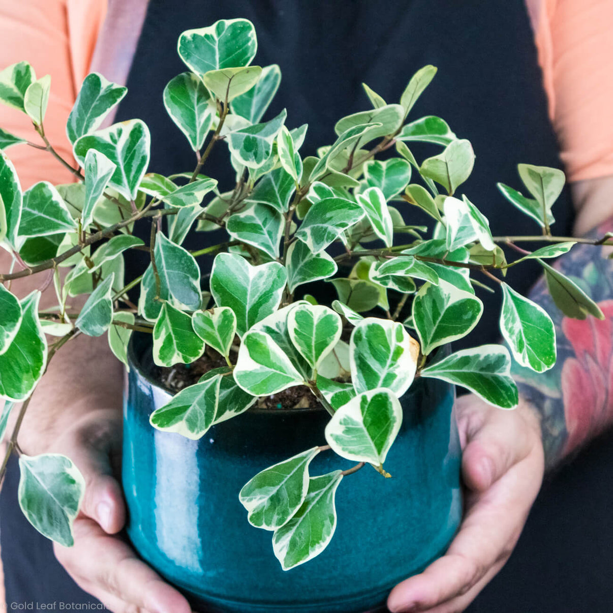 Ficus Triangularis Variegata Care - Sun, Water, Soil & Humidity