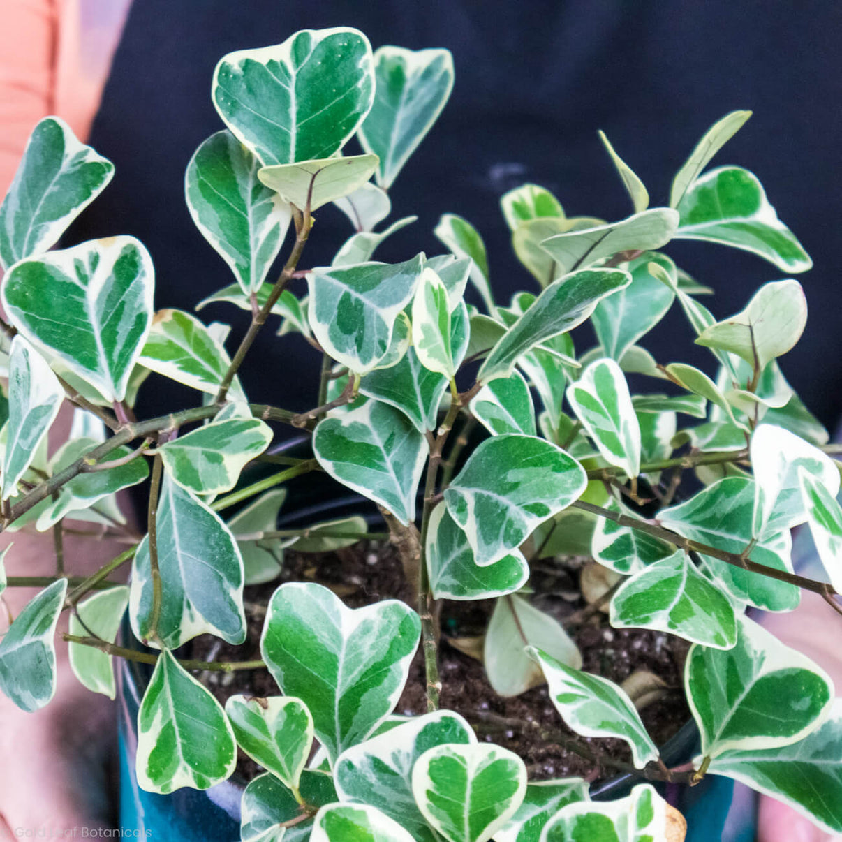 Ficus Triangularis Variegata Care - Sun, Water, Soil & Humidity – Gold ...