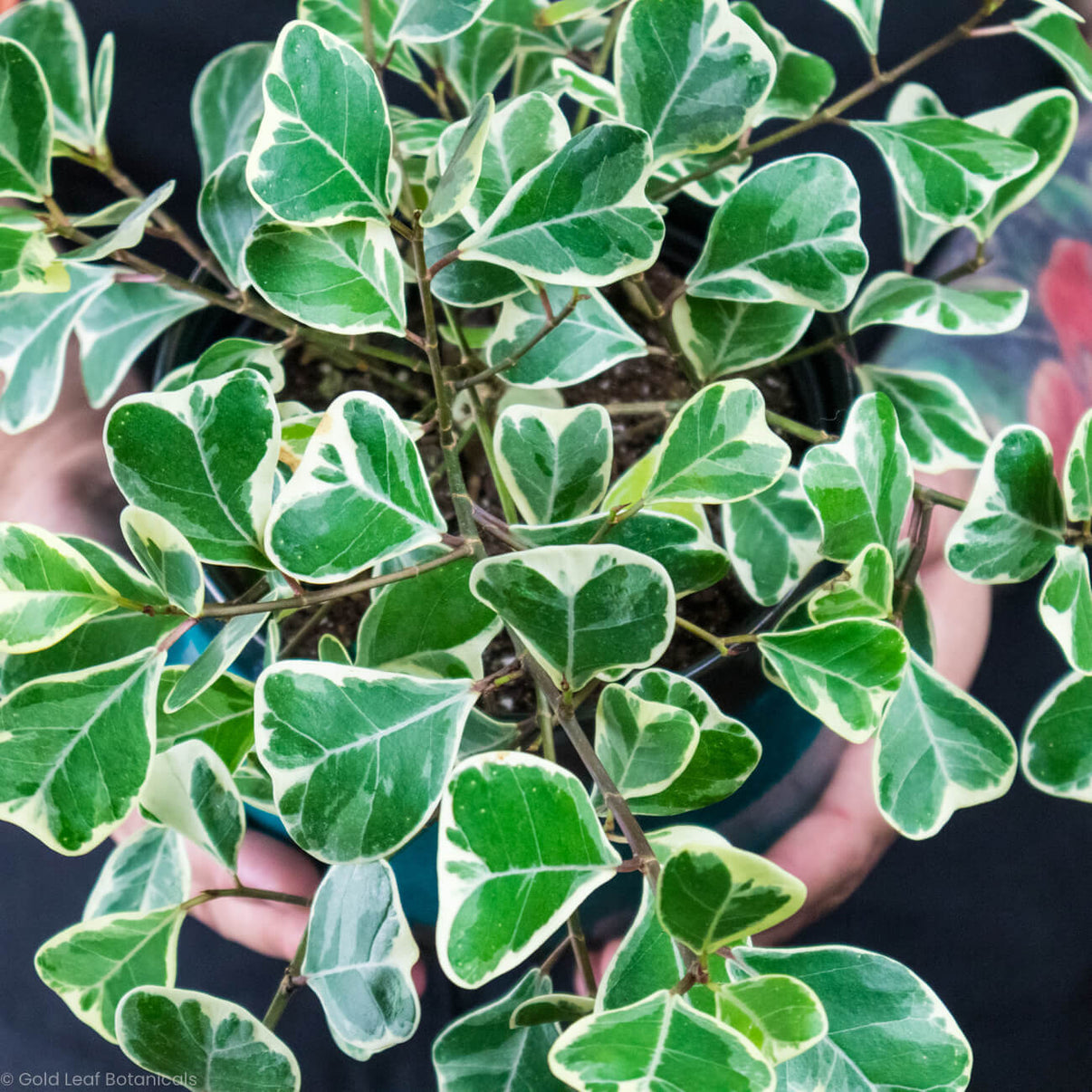 Ficus Triangularis Variegata Care - Sun, Water, Soil & Humidity – Gold ...