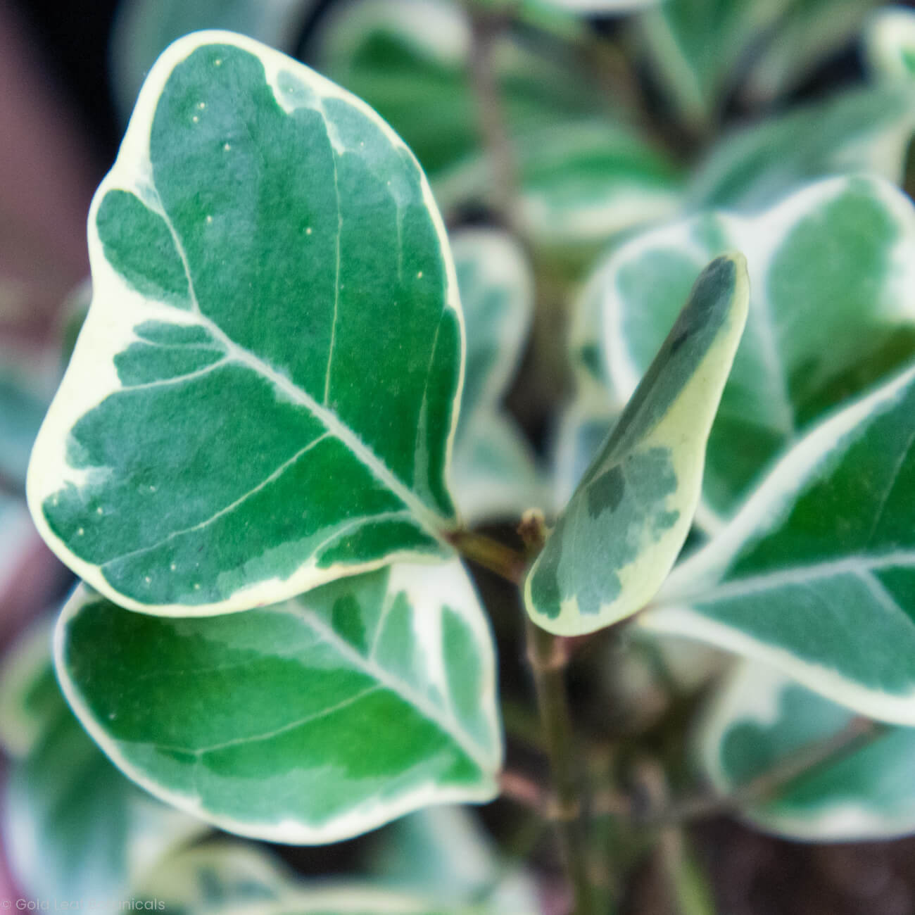 Ficus Triangularis Variegata Care - Sun, Water, Soil & Humidity – Gold ...