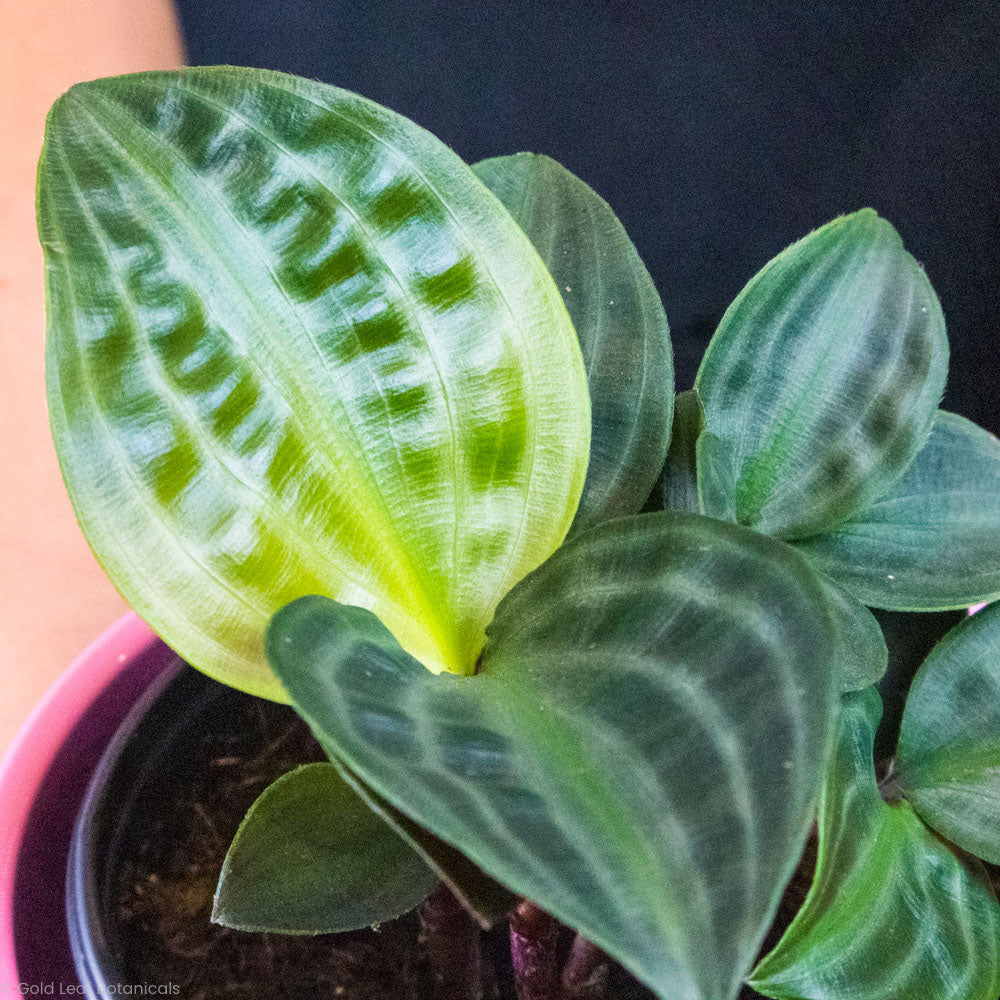 Geogenanthus Poeppigii Care - Sun, Water, Soil & Humidity – Gold Leaf ...