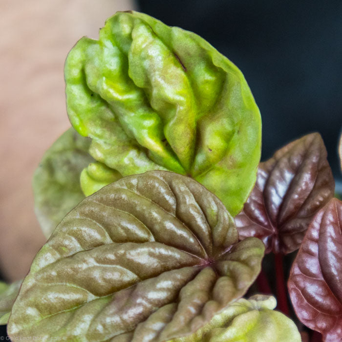 Peperomia Caperata Quito Care - Sun, Water, Soil & Humidity Needs ...