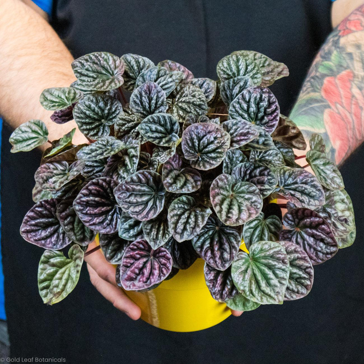 Peperomia Caperata Red Ripple Care - Sun, Water, Soil & Humidity – Gold ...