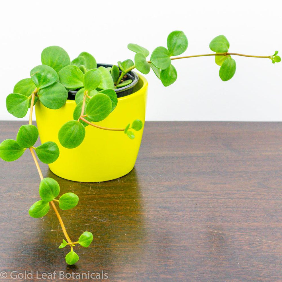 Peperomia Hope - Plant Care & Everything You Need to Know – Gold Leaf ...