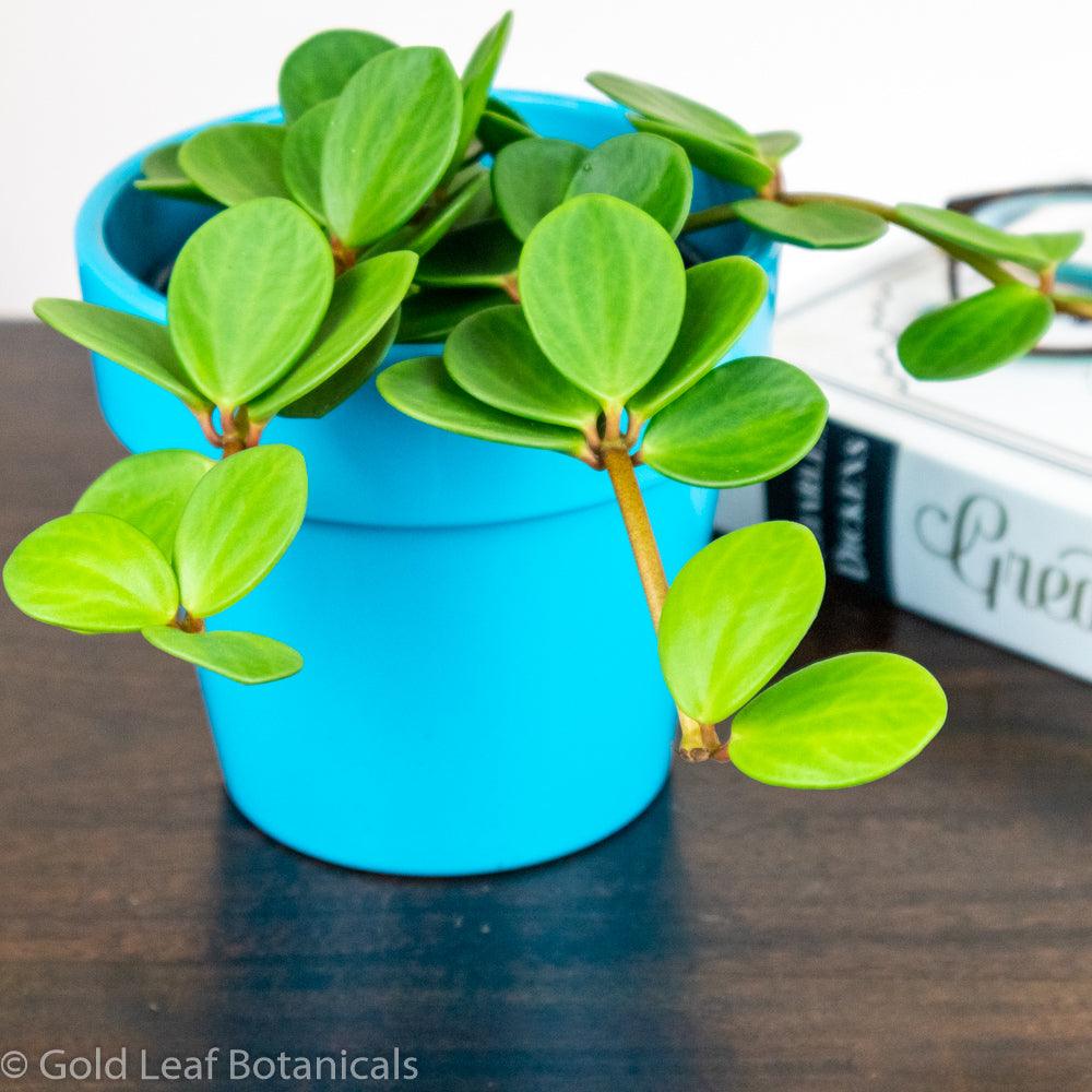 Peperomia Hope - Plant Care & Everything You Need to Know – Gold Leaf ...