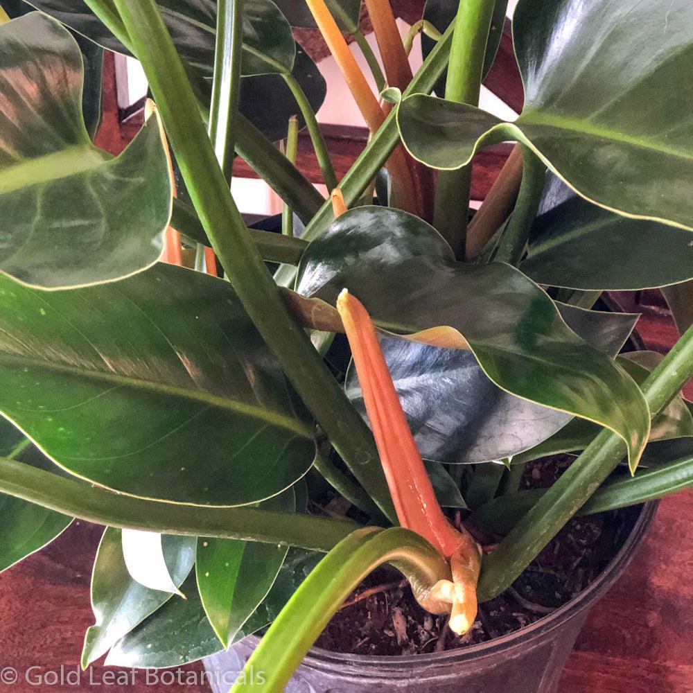 Philodendron Congo Green Care - Sun, Water, Soil & Humidity Needs ...
