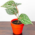 Piper Crocatum Care - Plant Store & Nursery in Waterloo