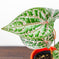 Piper Crocatum Care - Plant Store & Nursery in Waterloo