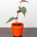 Piper Crocatum Care - Plant Store & Nursery in Waterloo