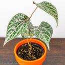 Piper Crocatum Care - Plant Store & Nursery in Waterloo