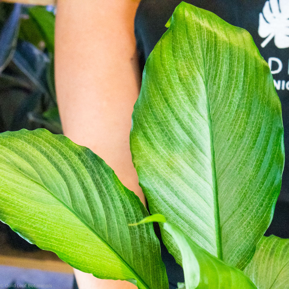 Platinum Mist Peace Lily (Spathiphyllum Platinum Mist) Care – Gold Leaf ...