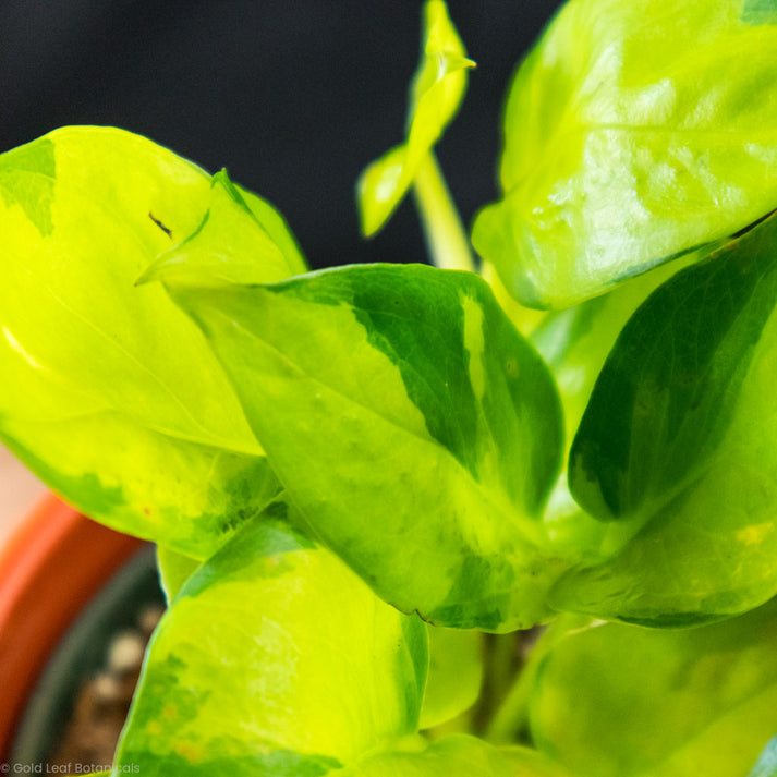 Variegated Neon Pothos Care - Water, Sun, and Light Needs – Gold Leaf ...