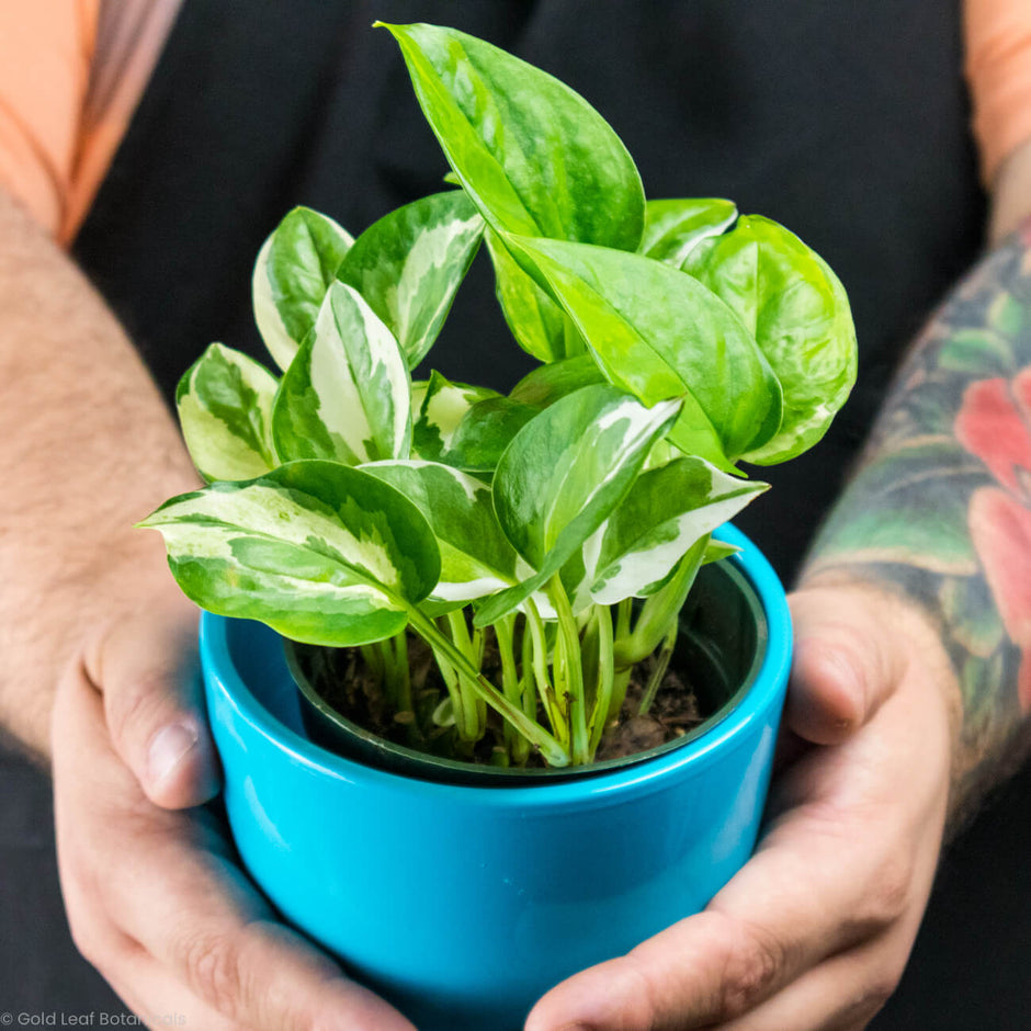 Waterloo's Plant Store and Micro-Nursery: Gold Leaf Botanicals