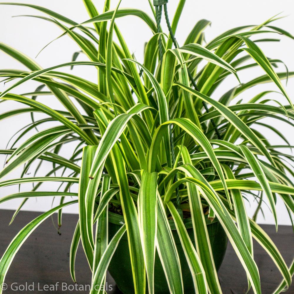 Variegated Spider Plant Care - Sun, Water, Soil & Humidity Needs – Gold ...