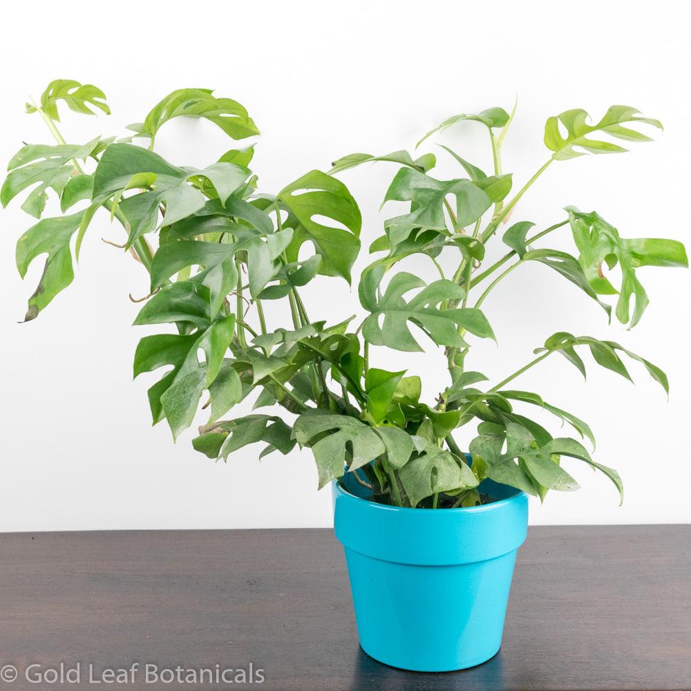 Rhaphidophora Tetrasperma (Mini Monstera) Care - Sun, Water & Soil ...