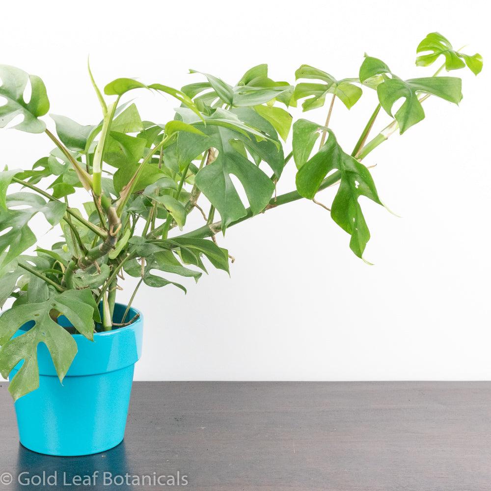 Rhaphidophora Tetrasperma (Mini Monstera) Care - Sun, Water & Soil ...