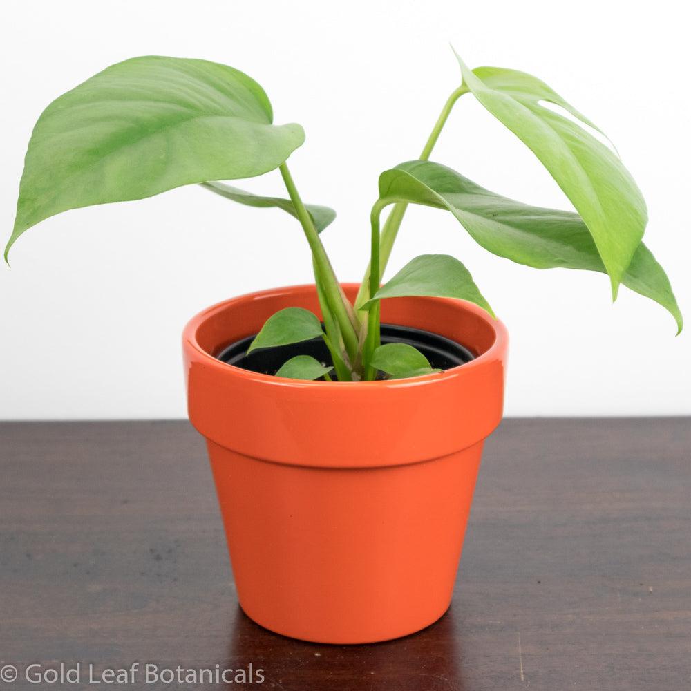 Rhaphidophora Tetrasperma (Mini Monstera) Care - Sun, Water & Soil ...
