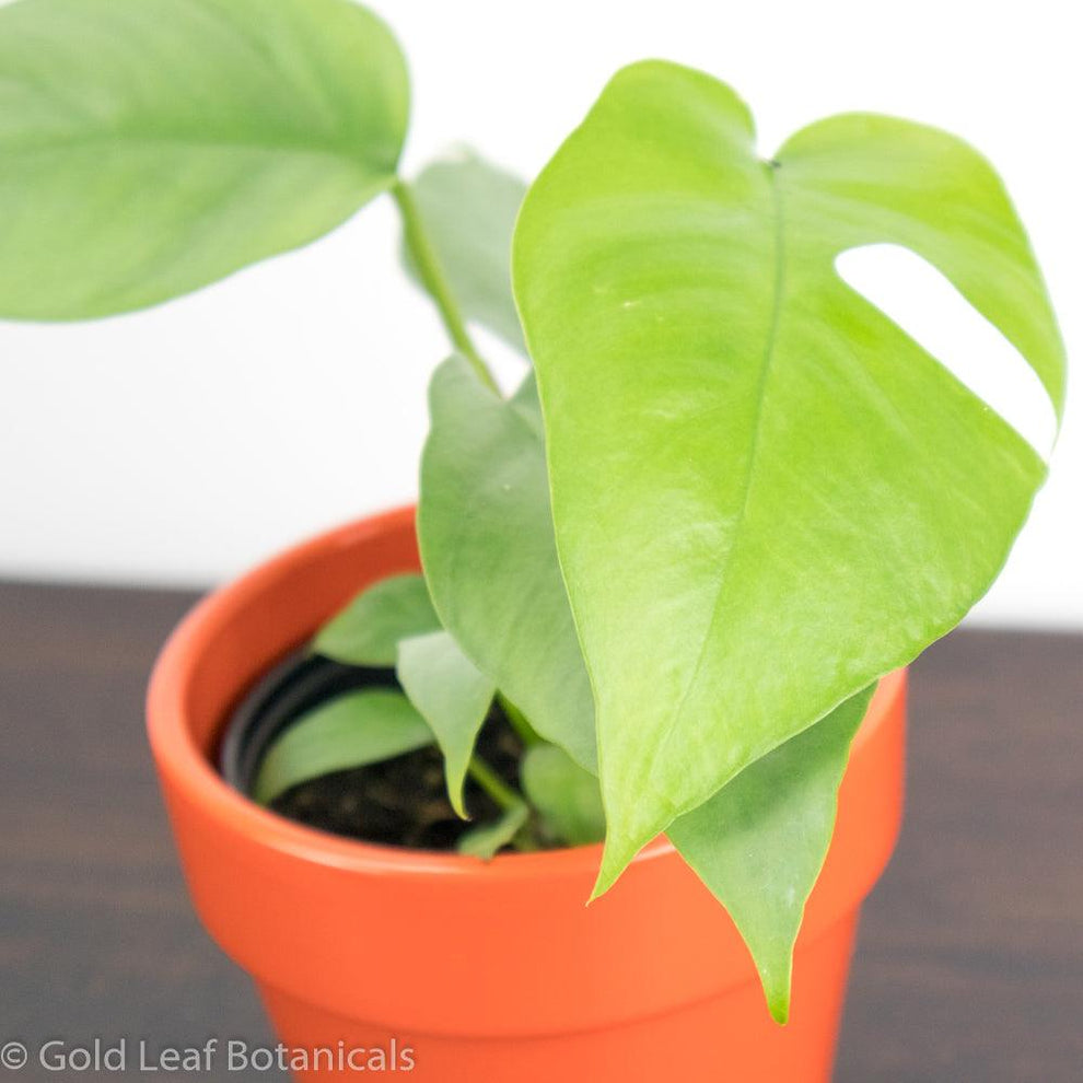Rhaphidophora Tetrasperma (Mini Monstera) Care - Sun, Water & Soil ...
