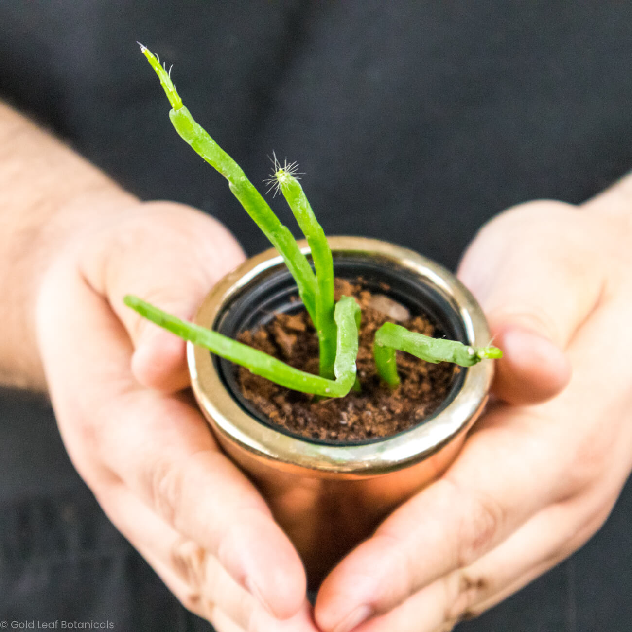 Rhipsalis Paradoxa Minor Care - Sun, Water, Soil & Humidity Needs ...