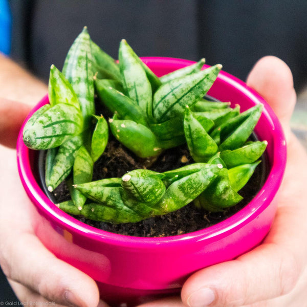 Sansevieria Dwarf Boncel Starfish Care - Sun, Water, Soil & Humidity ...