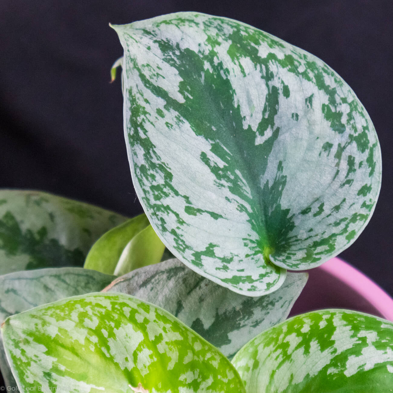 Scindapsus Exotica Care - Sun, Water, Soil & Humidity Needs – Gold Leaf ...