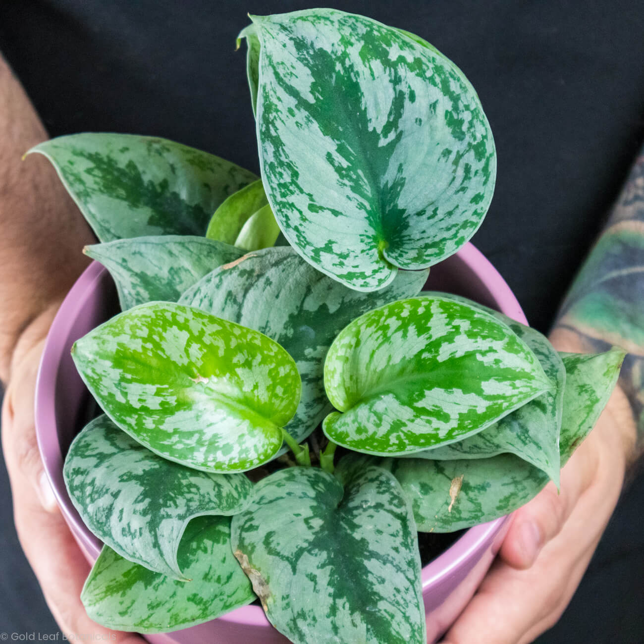 Scindapsus Exotica Care - Sun, Water, Soil & Humidity Needs – Gold Leaf ...