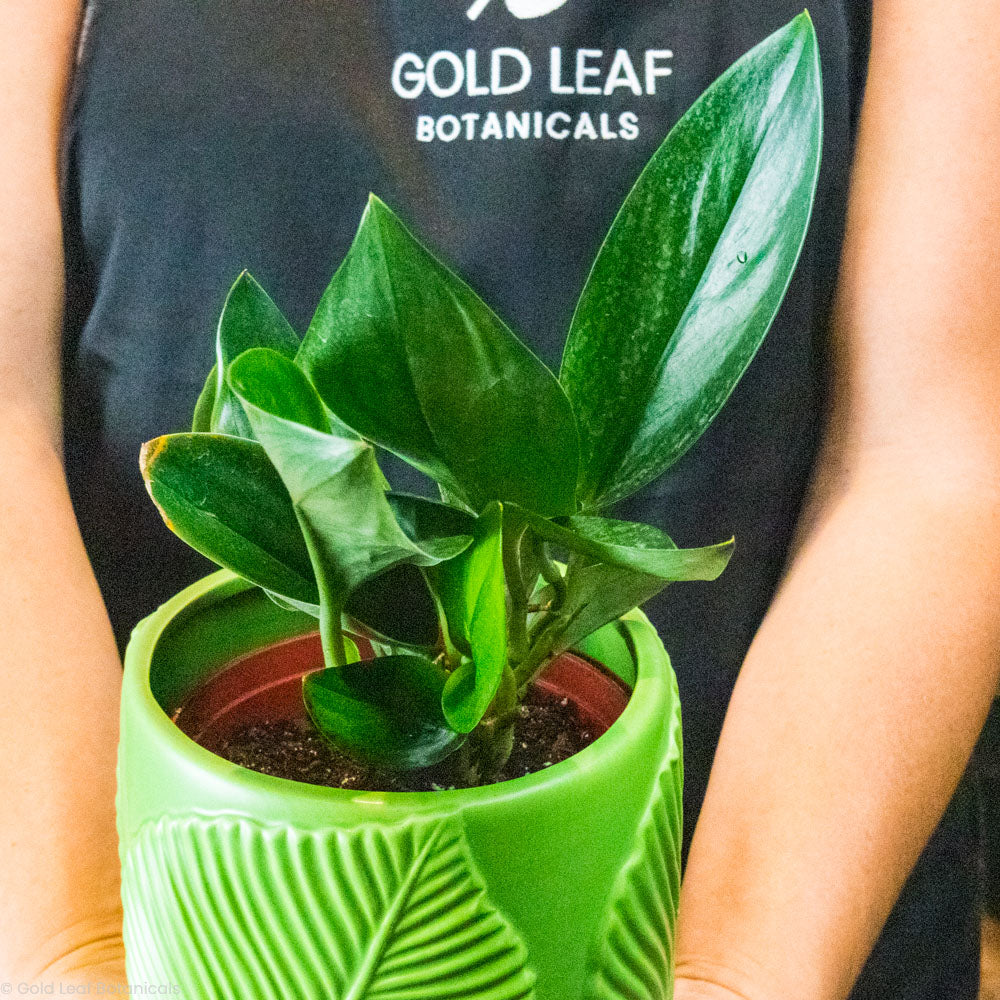 Scindapsus Treubii Dark Form Care - Sun, Water, Soil & Humidity – Gold ...